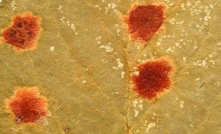 Червени листни петна по сливата - Polystigma rubrum - Agro-CONSULTANT.net